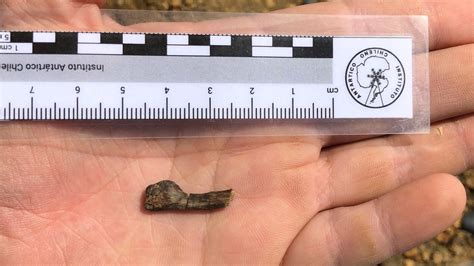 Dinosaur Fossils Unearthed In Chile May Give Insight Into Deadly