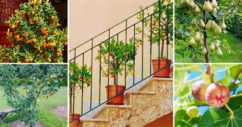 7 Best Varieties Of Pear Trees To Grow In Florida