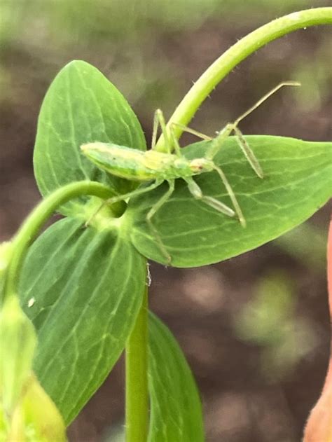 Pale Green Assassin Bug R Whatsthisbug