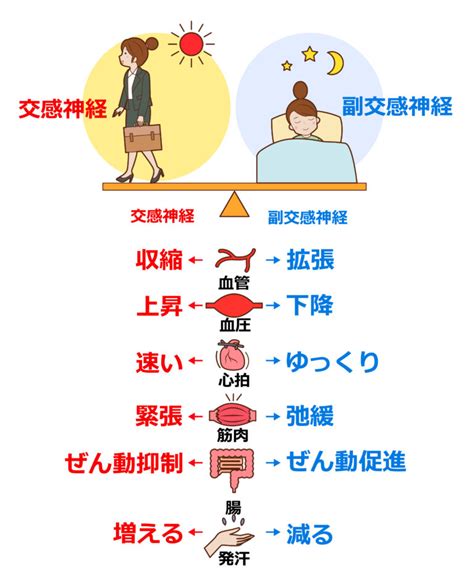【簡単に解説】交感神経とは【元気に活動するために必要なもの】 Akaragao Blog