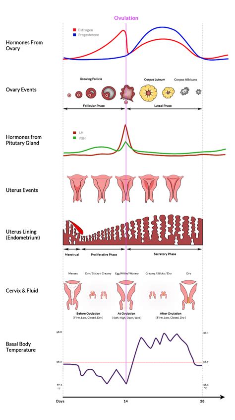 Menstrual Cycle Chart