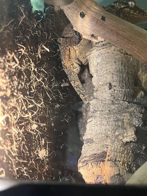 I Cant Keep Randomizing Pronouns Rgargoylegeckos