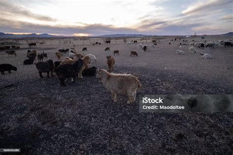 몽골의 염소와 양 유목민 가족 홈스테이 자연 가축 중부 몽골 0명에 대한 스톡 사진 및 기타 이미지 0명 건축 공원