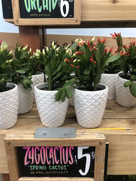 The Best 6 Youll Spend At Trader Joes This Week Is In The Plant