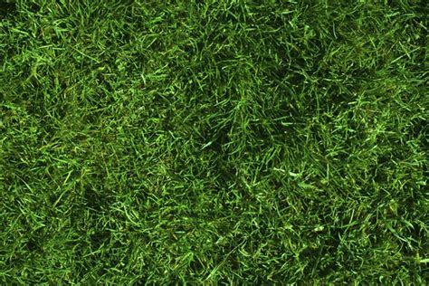 Grass In Spanish English To Spanish Translation