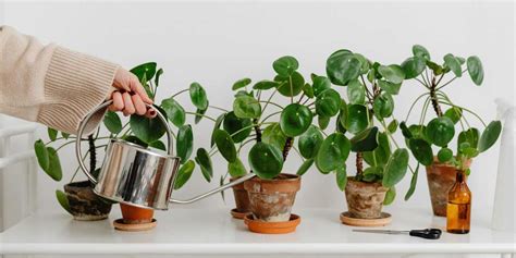 How To Grow And Care For A Chinese Money Plant