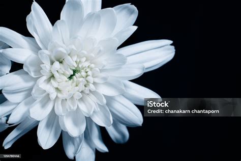 흰색 달리아 신선한 꽃 매크로 사진 질감 대비와 검은 배경에 고립 된 복잡한 꽃 패턴의 세부 사항 0명에 대한 스톡 사진 및 기타 이미지 Istock