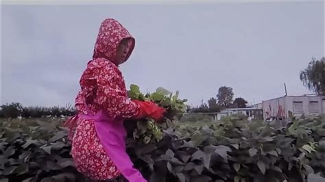 엄마의 노래 😊😊 가수 노수현 🌳 Youtube