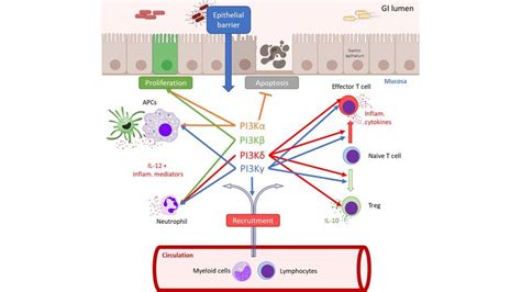 Drug Development Research With Simbiology Matlab And Simulink