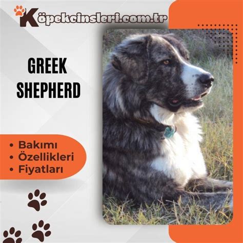 Greek Shepherd Özellikleri Bakımı Ve Fiyatları