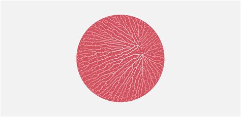 space colonization 2d experiments in javascript