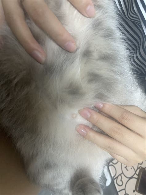 豆奶销售点 On Twitter 朋友的猫不知道到底是不是怀孕了，她家的公猫和母猫都还没绝育，所以才怀疑的 一个月之前它肚子开始变大，之前
