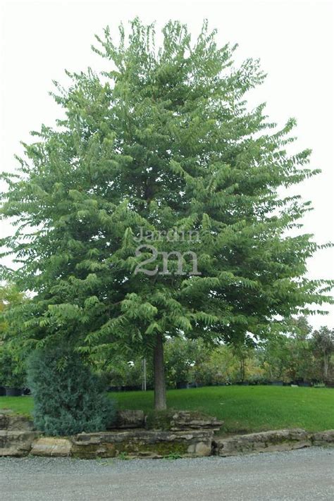 Celtis Occidentalis Micocoulier Occidental Common Hackberry Nos