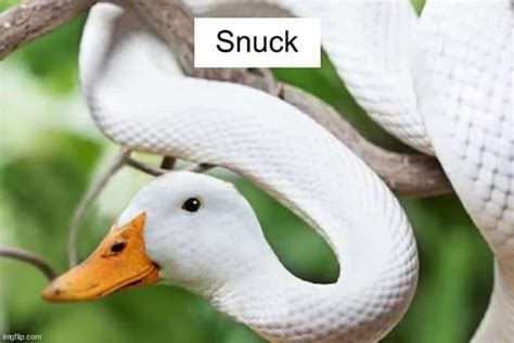 Image Tagged In Eye Roll Imgflip Image Tagged In Eye Roll Imgflip