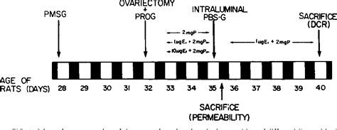 Figure 1 From Estrogen And Uterine Sensitization For The Decidual Cell