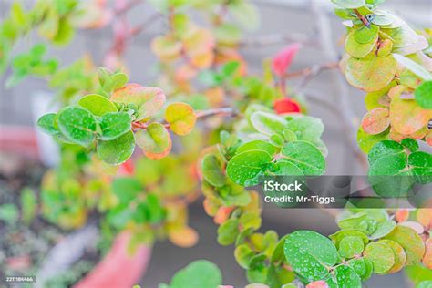 물방울이 있는 무성한 녹지 얕은 피사계 심도 다양한 잎 크기 무채색 배경 자연광의 클로즈업 이미지 0명에 대한 스톡 사진 및 기타 이미지 Istock