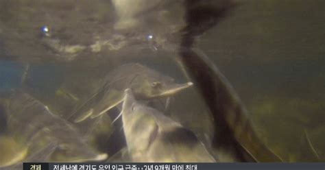 청정지역 지리산 철갑상어 양식 중심지로 부상