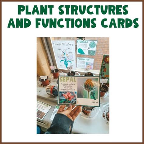 Plant Structure And Functions Cards By Thelearningloftshop Tpt