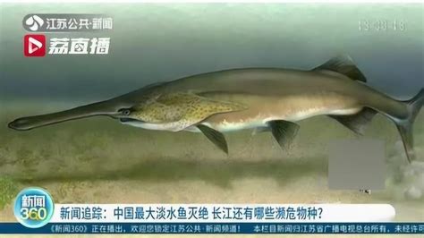 白鲟灭绝！长江还有哪些濒危物种？腾讯视频
