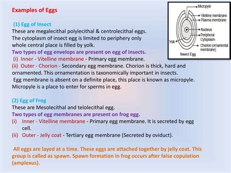 Types Of Egg Classification Of Eggs Structure Of Frog Egg Structure Of Chick Egg PPTX