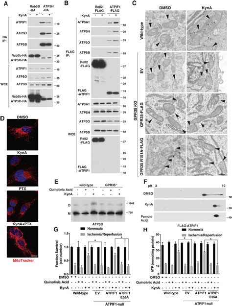 Kyna Promotes Atp Synthase Dimerization And Atpif1 Is Required For