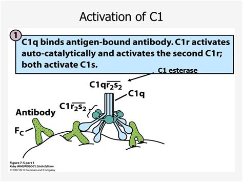 Ppt The Complement System Powerpoint Presentation Free Download Id 1976705