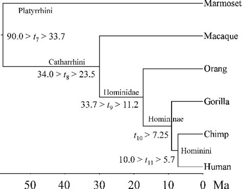 The Tree Of Six Primate Species Showing Fossil Calibrations And Download Scientific Diagram