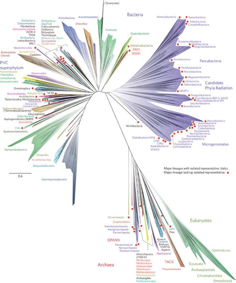 Scientists Unveil New Tree Of Life The Big Picture