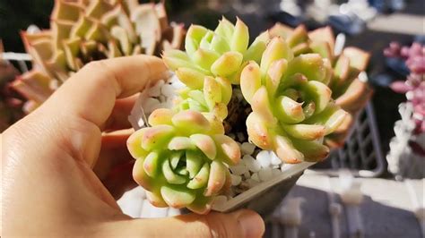 241004다시 거실 쪽에 다육이들 물 관수 하면서 잘 키우지도 못하지만 포기가 안되는 다육이들 바라 봅니다