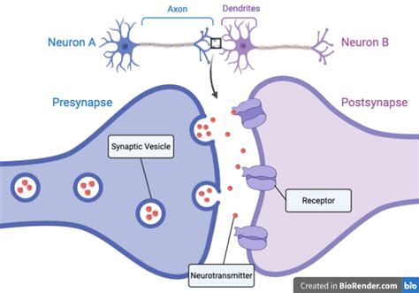 Principles Of Neuroscience Neurons How The Nervous System Communicates