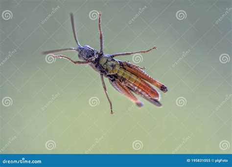 A Grasshopper Jumping Over The Photographer Isolated On Green Stock Image Image Of