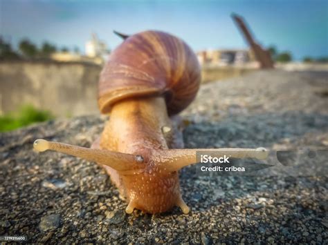 Siput Raksasa Afrika Foto Stok Unduh Gambar Sekarang Achatina Alam