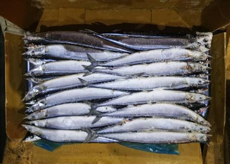 60g 70g Bulk 1 High Protein Frozen Pacific Saury