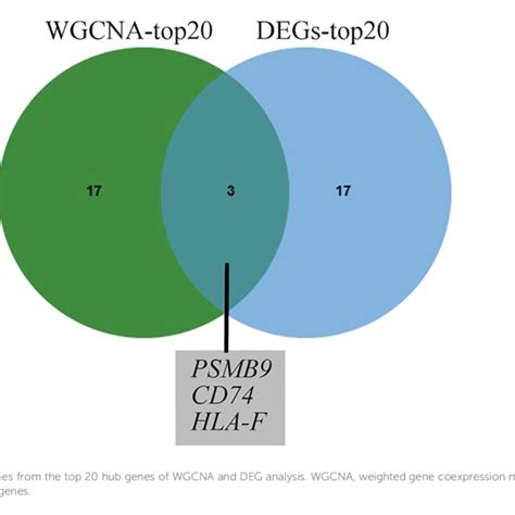 Identification And Analysis Of Shared Gene Signatures In Ss And Ibm Via Download Scientific