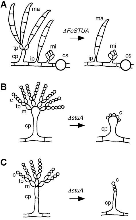 Macroconidia And Microconidia