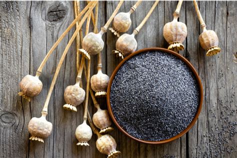 போதையேற்றும் கசகசாவை ஆண்கள் சாப்பிட்டால் என்ன நடக்கும் தெரியுமா மனிதன்