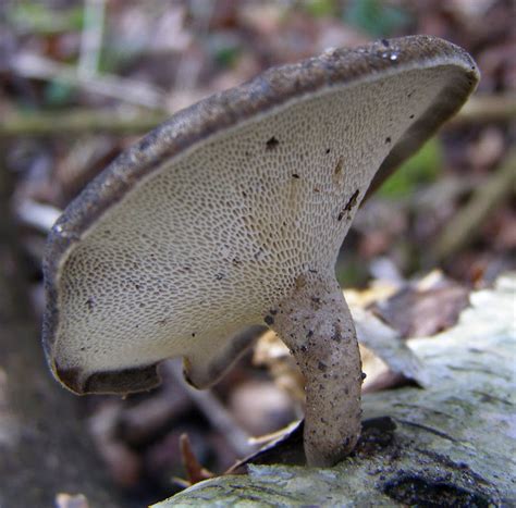 Polypore Mushroom Life And Opinions Life And Opinions