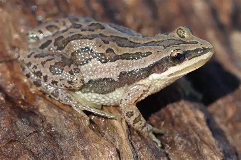 6 Types Of Frogs In Montana With Pictures And Identification