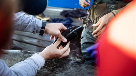 Shark Tracker Live Youtube