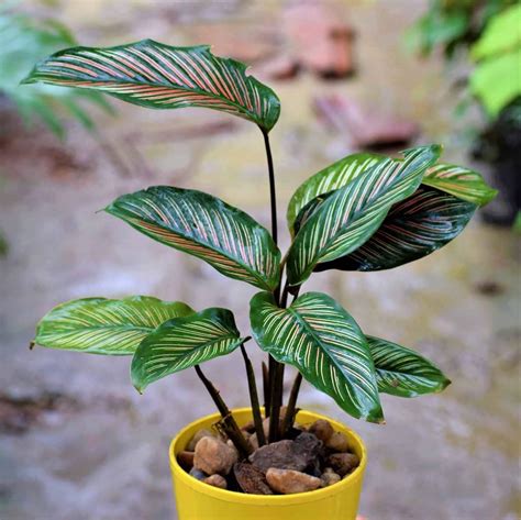 Calathea Ornata Varieties