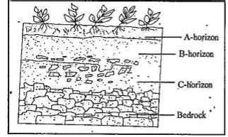 Sketch The Cross Section Of Soil And Label The Various Layers