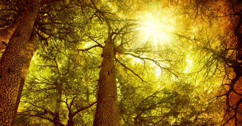 Why Is My Cedar Tree Turning Brown Strobert Tree Services