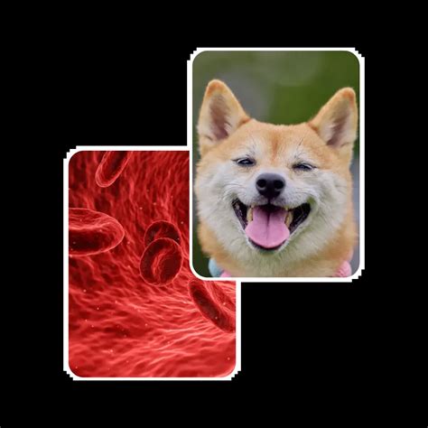 Dog Stem Cell Therapy What It Is And Care Explanations