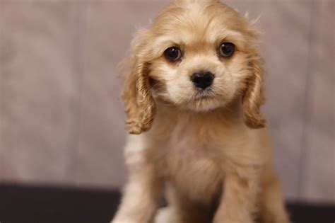 잠실 2019 1159 코리안숏헤어 비숑프리제분양 치와와분양 고양이보호소 광주유기견보호센터 광주광역시유기견보호센터 유기견보호센터봉사 리트리버분양 강아지무료분양 고양이