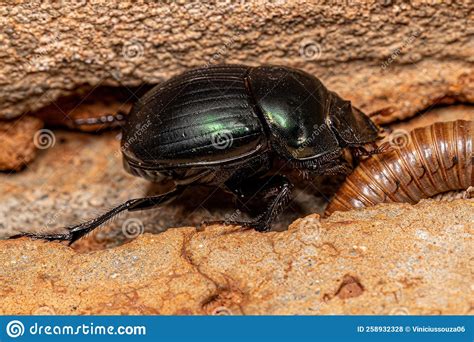 Adult Small Dung Beetle Stock Photo Image Of Creature