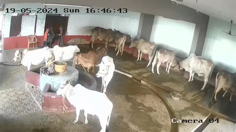 Identification Of Cows Position Object Detection Dataset And Pre