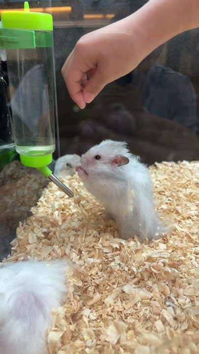 햄스터 먹이주기 Youtube