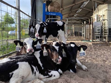 Shes Weaned Now What Setting Heifers Up For Success In Their Post