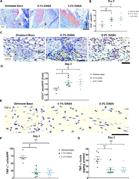 Dasatinib Ointment Enhances Keratinocyte Proliferation And Angiogenesis Download Scientific