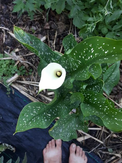 White Calla Lily Experimental Farm Network Seed Store